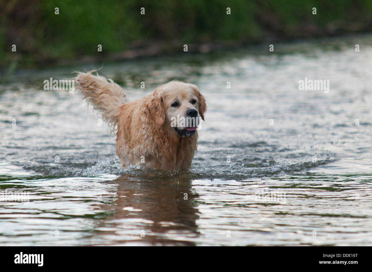 dog in the water Stock Photo - Alamy