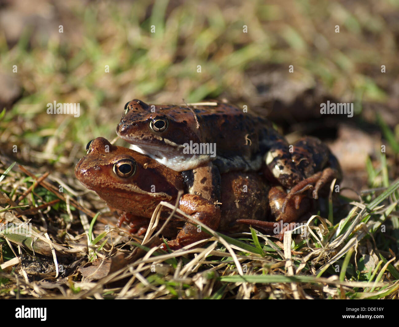 Frogs of russia hi-res stock photography and images - Alamy