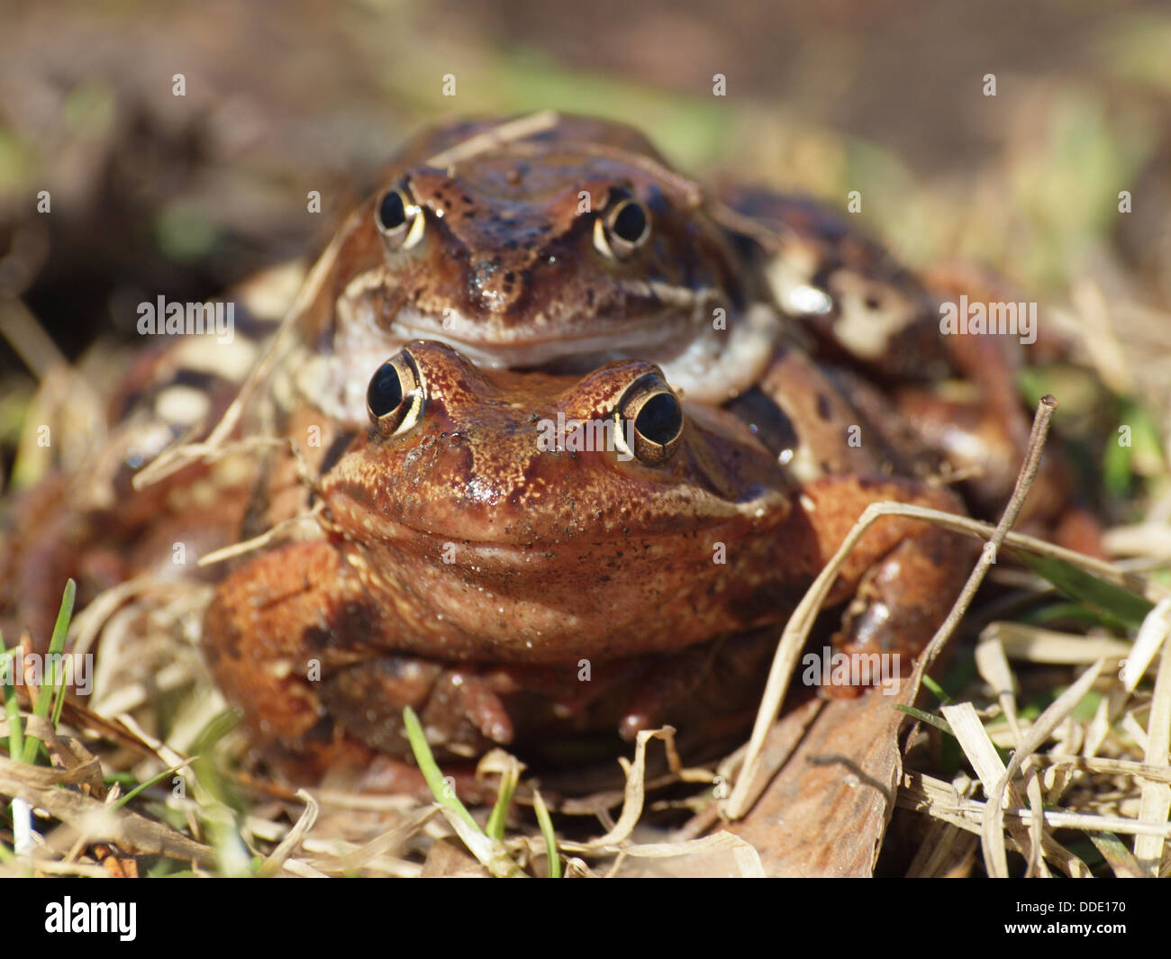 Two frogs on a grass in the spring Stock Photo - Alamy