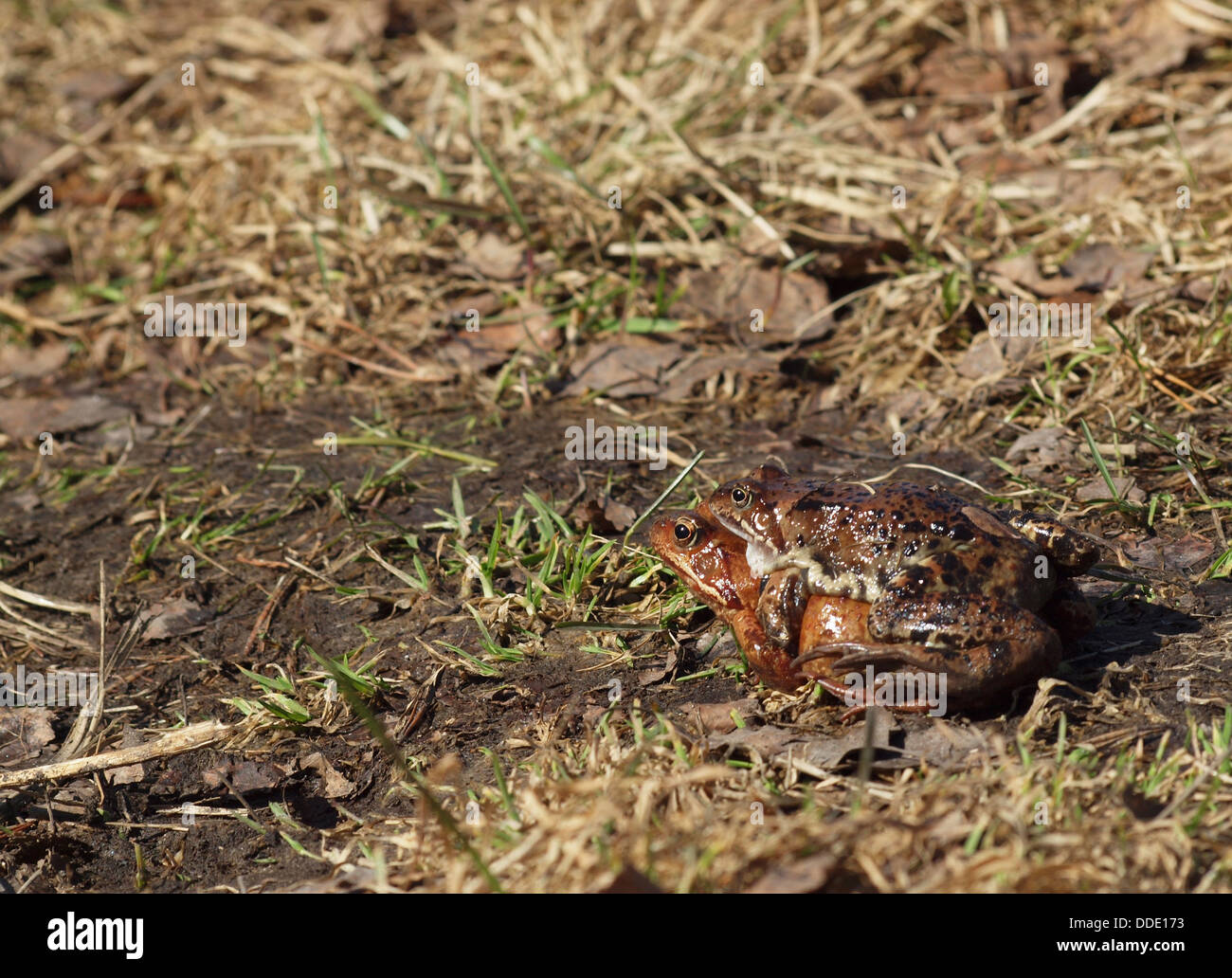 Two frogs on a grass in the spring Stock Photo - Alamy