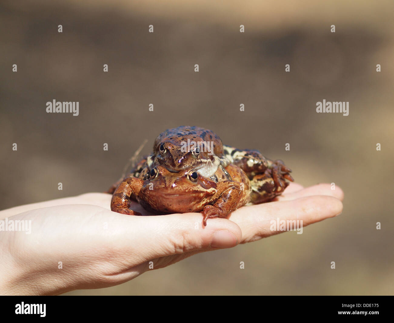 Frogs of russia hi-res stock photography and images - Alamy