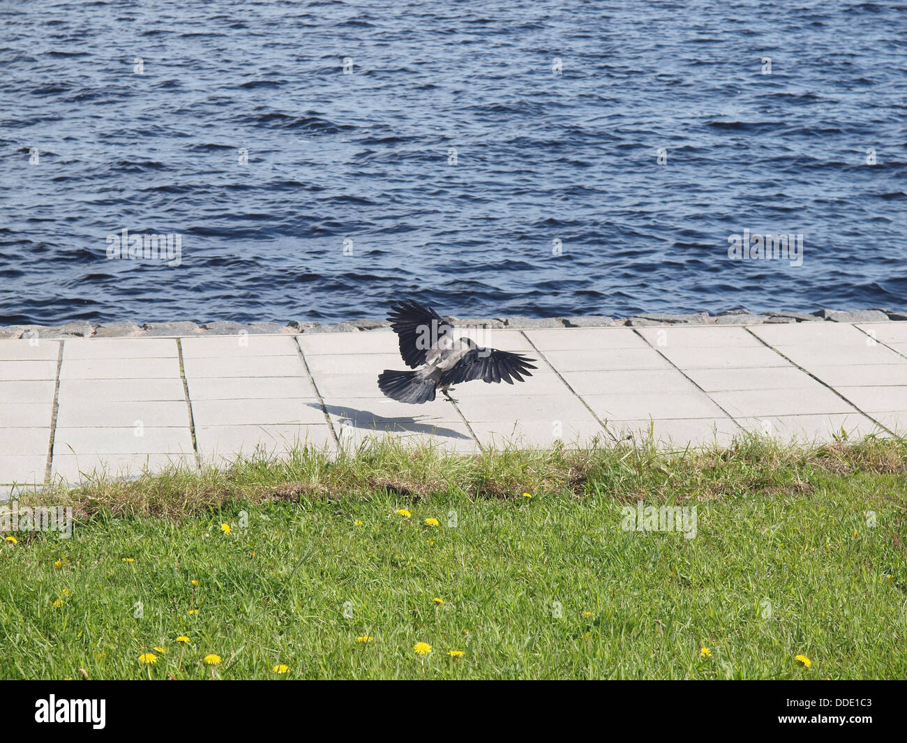 Raven russia hi-res stock photography and images - Alamy