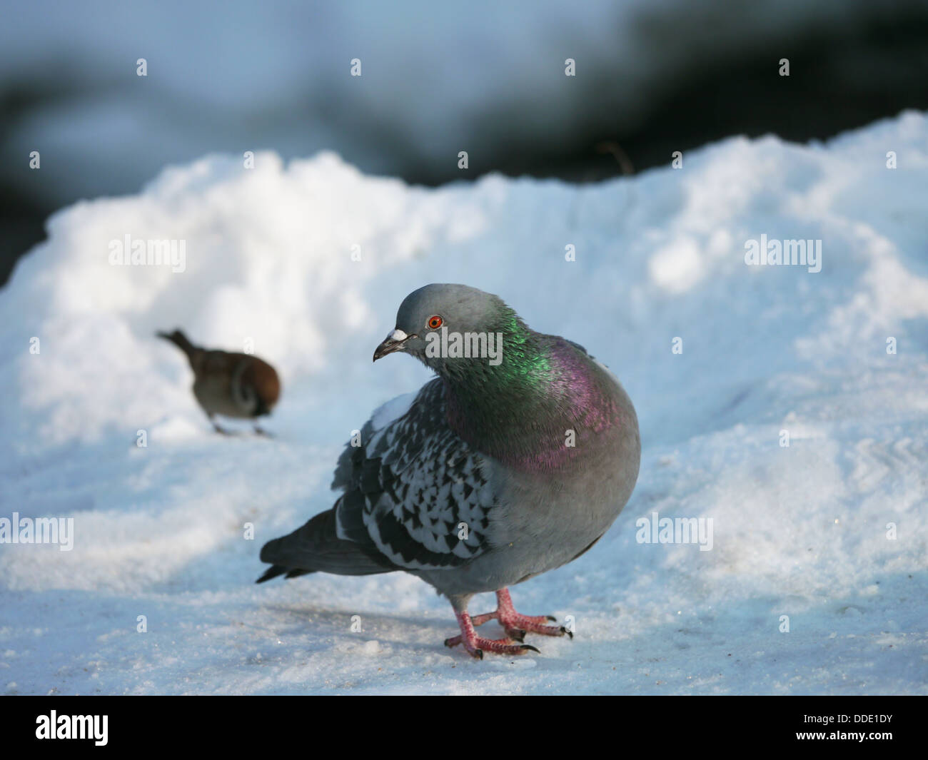 New pigeon image hi-res stock photography and images - Alamy