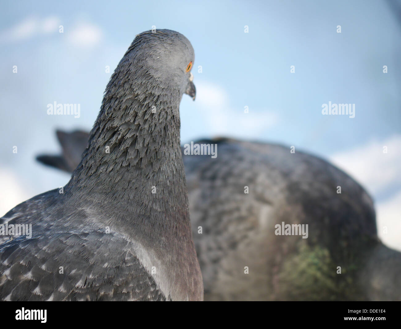 portrait of a dove Stock Photo - Alamy