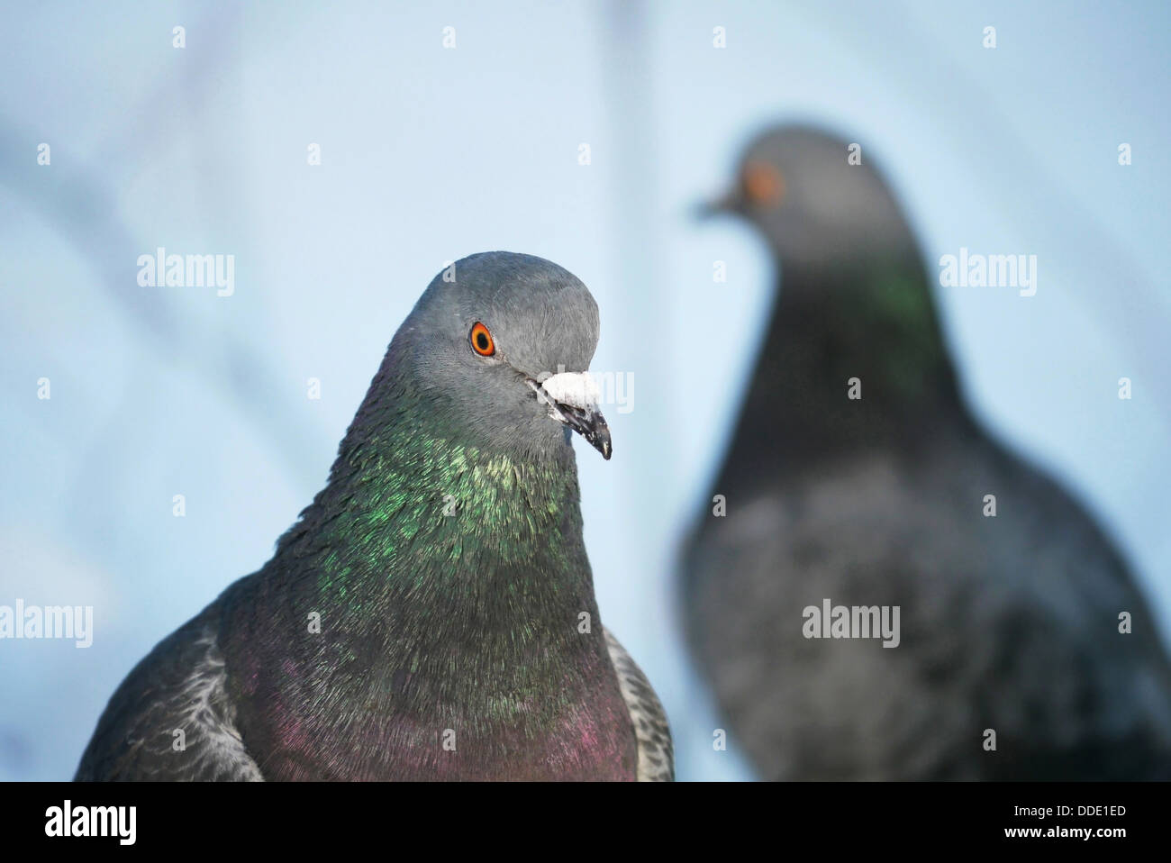 portrait of a dove Stock Photo - Alamy