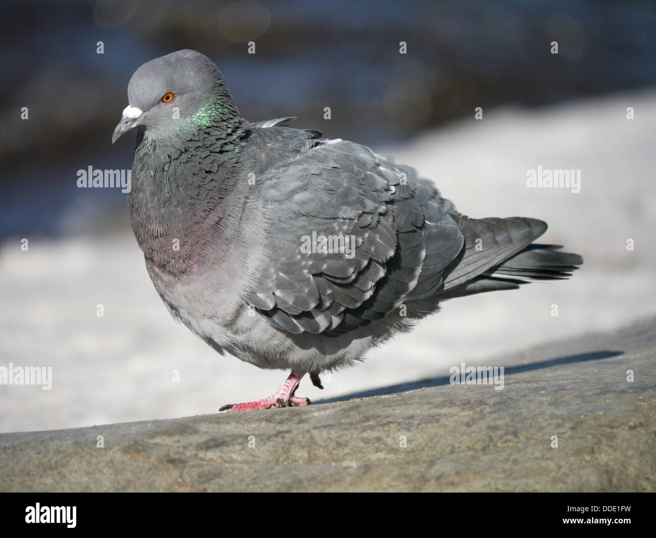 Portrait of a walking pigeon in winter day Stock Photo - Alamy