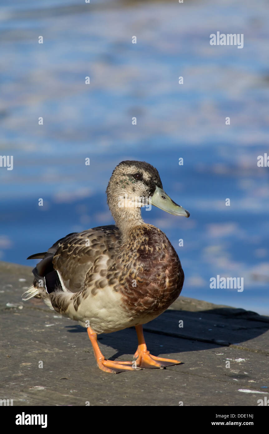 duck on the lake Stock Photo - Alamy