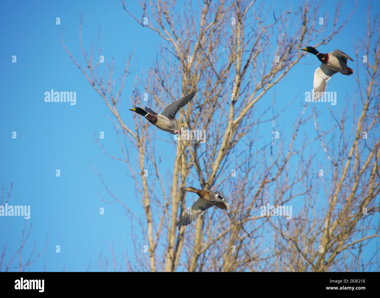 Duck In Flight Stock Photo - Alamy