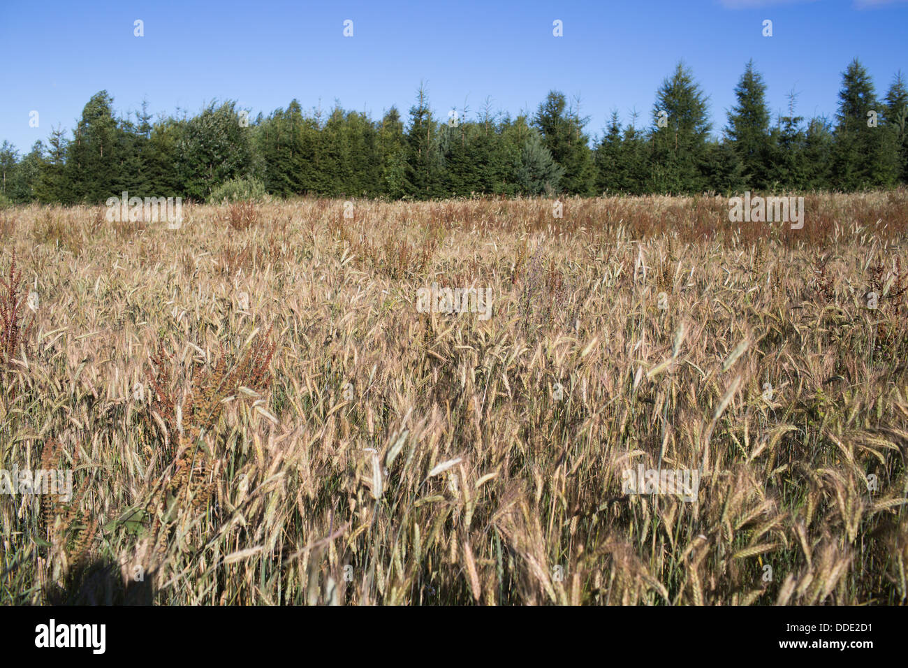 Polish grain hi-res stock photography and images - Alamy