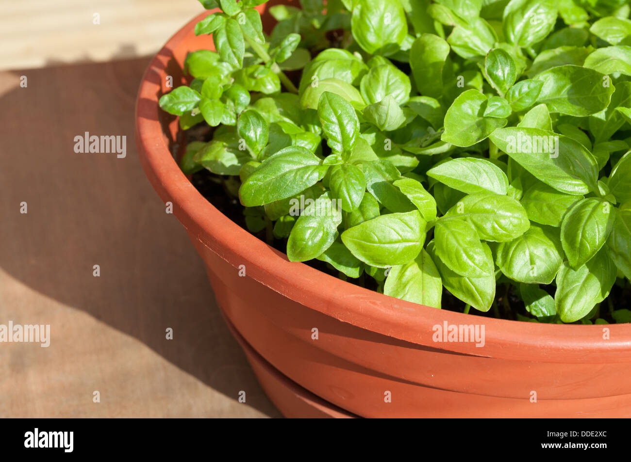 Fresh Green Basil in Pot in Sunlight Stock Photo - Alamy