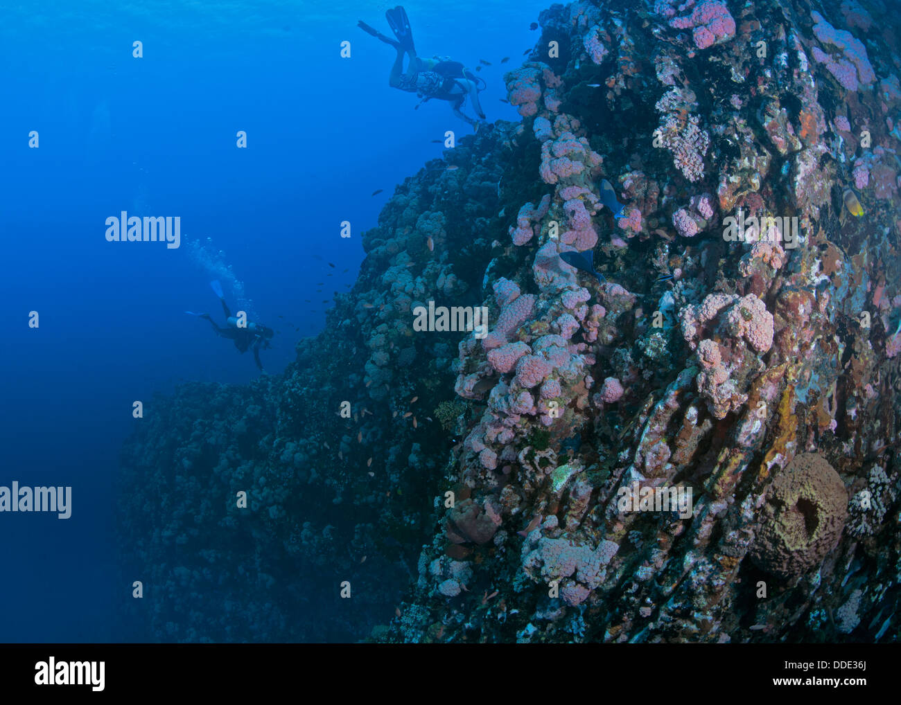 Marine life ocean blue water deep diving scuba tropical adventure hi ...
