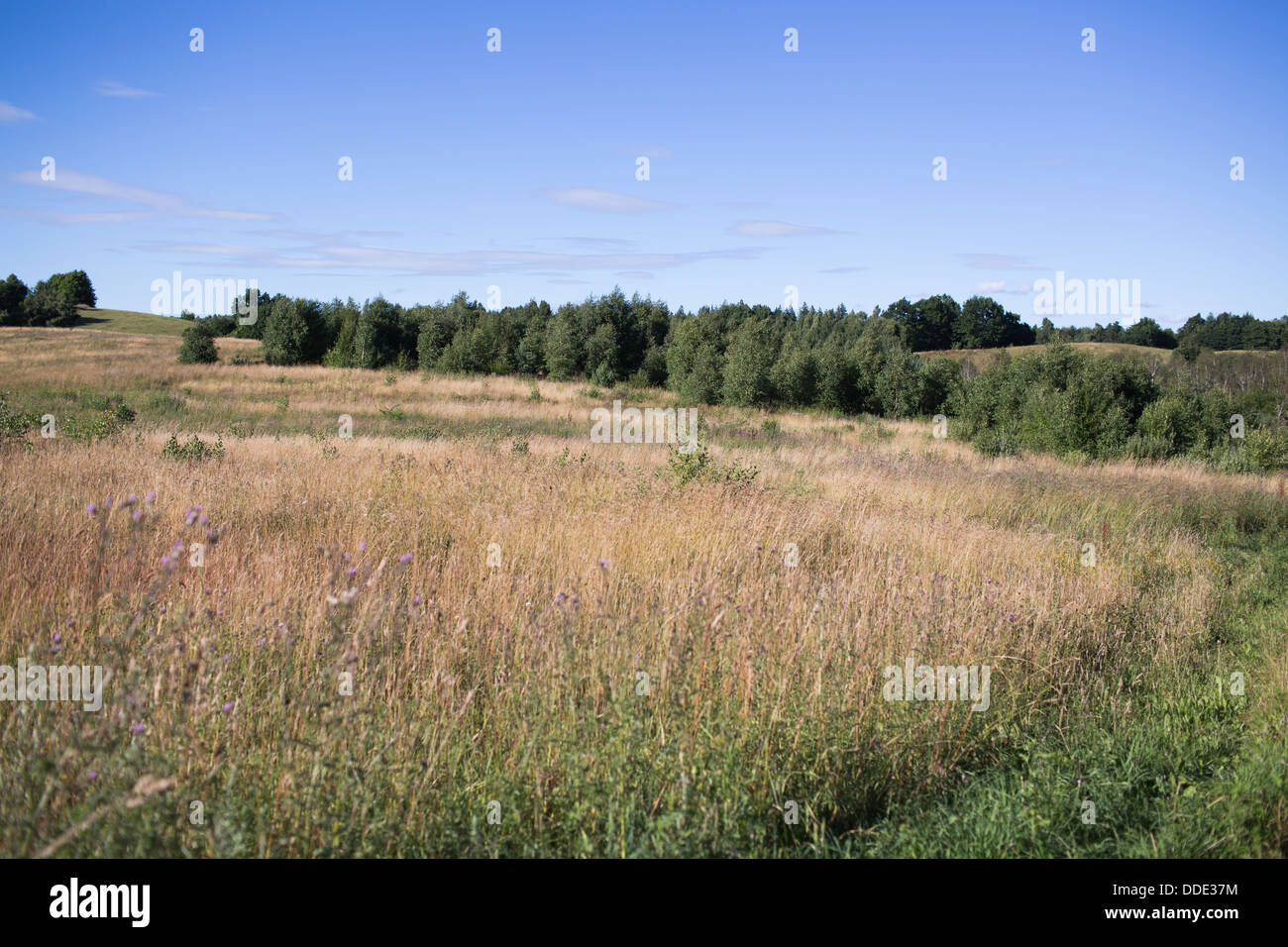 View of the field the Polish countryside Stock Photo - Alamy