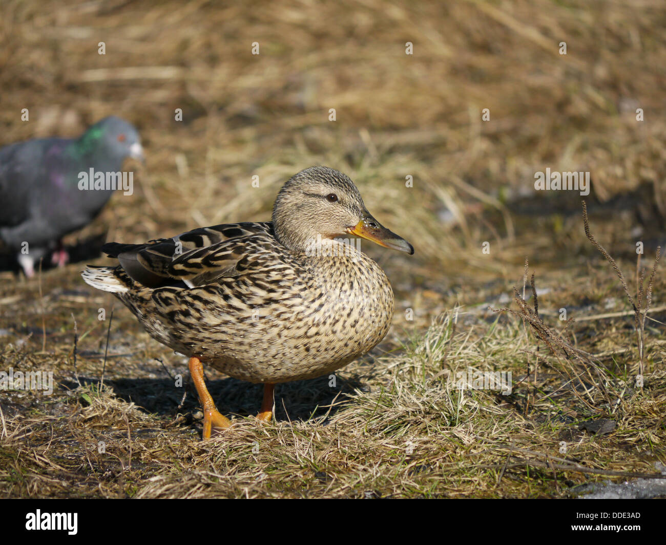 Duck tiles hi-res stock photography and images - Alamy
