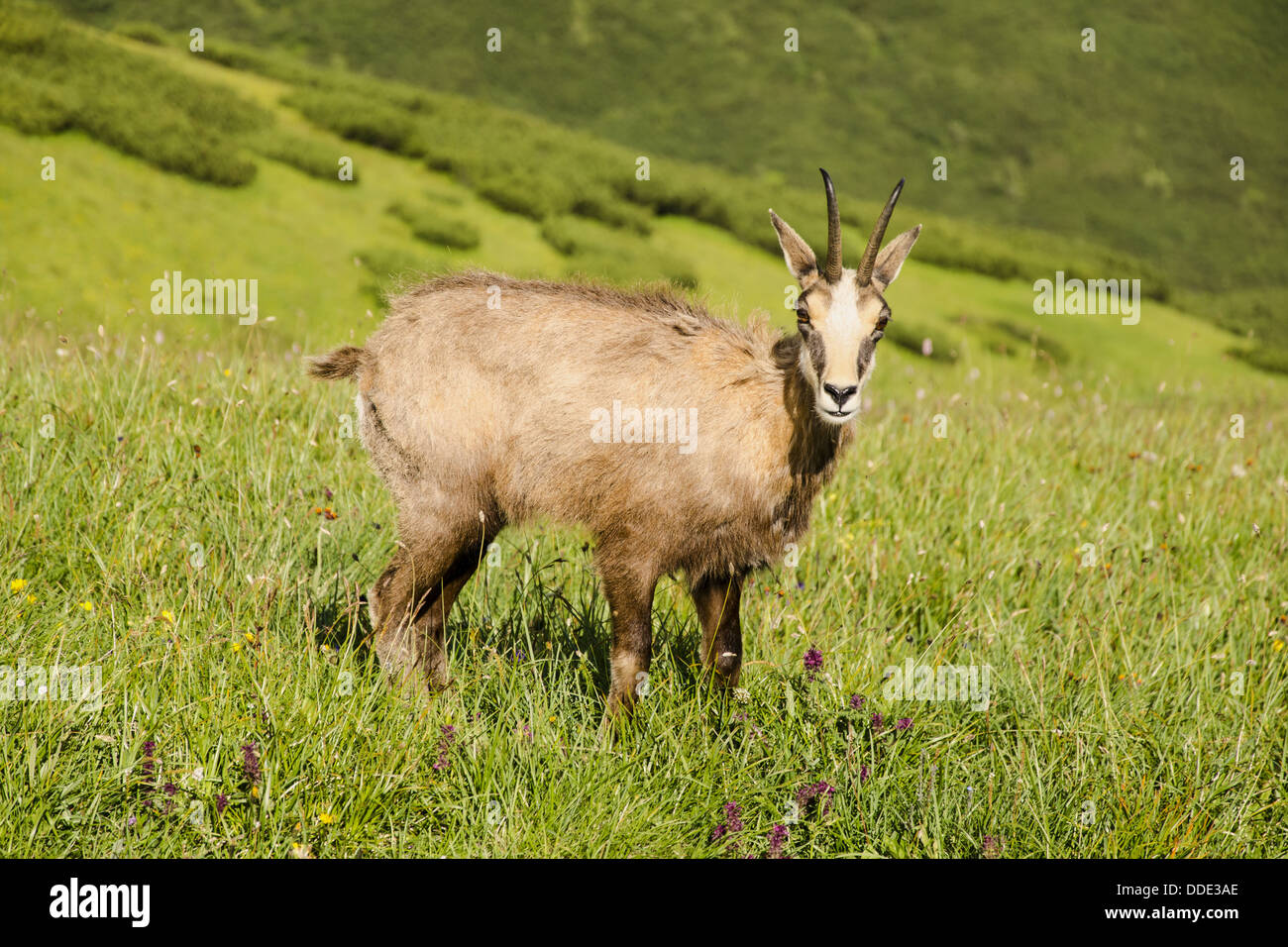 Chamois goat hi-res stock photography and images - Alamy