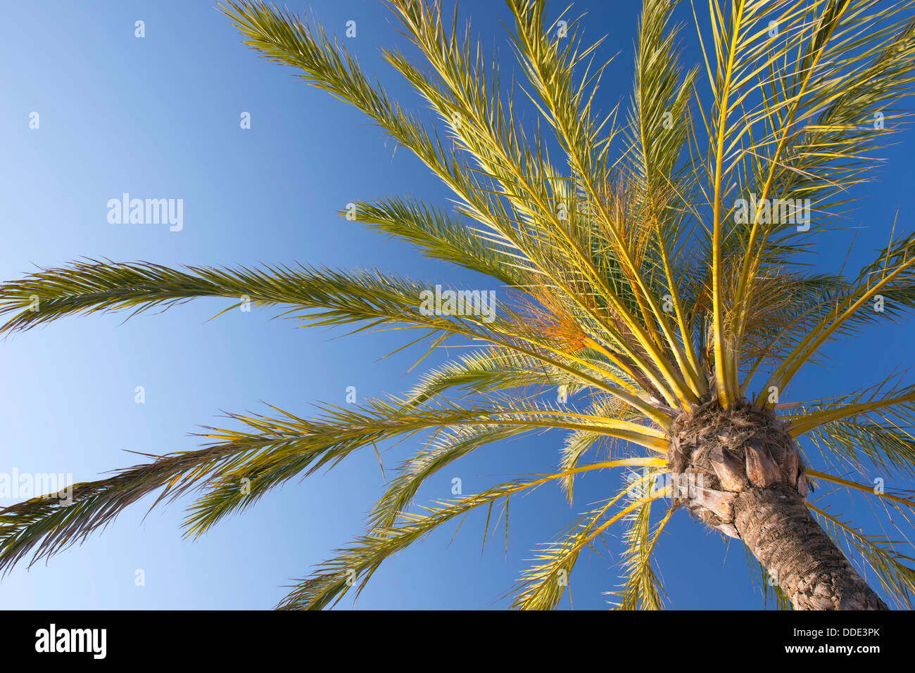 Palm tree wedding hi-res stock photography and images - Alamy