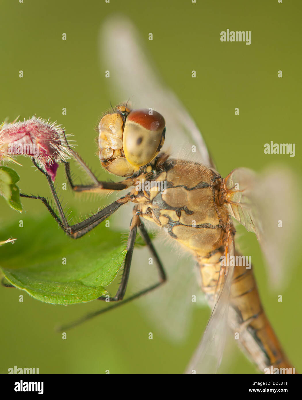 Dragon insect hi-res stock photography and images - Alamy