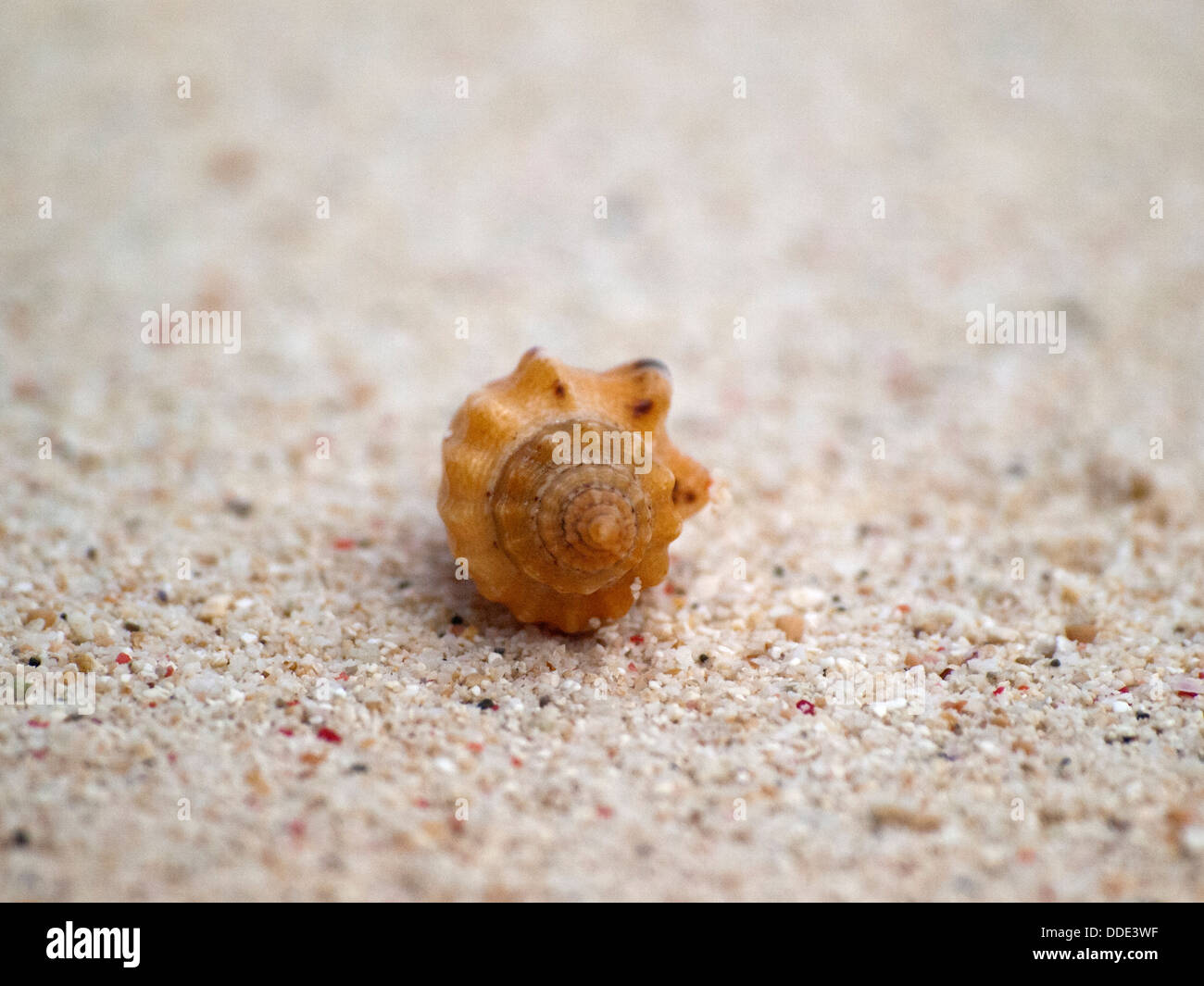 Seashell in sand hi-res stock photography and images - Alamy