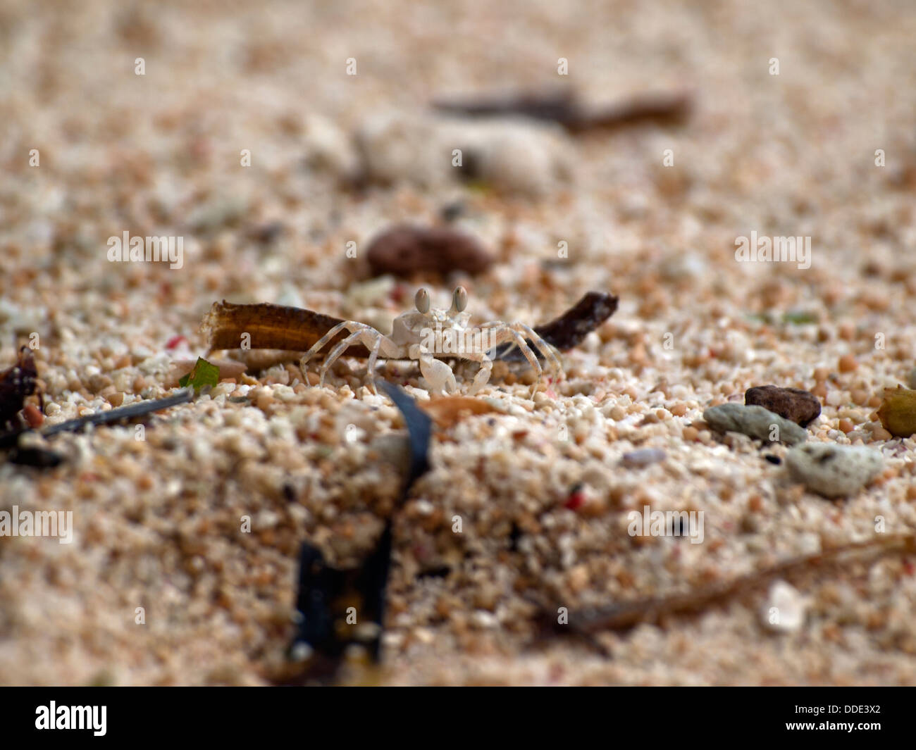 Small translucent crab in sand hi-res stock photography and images - Alamy