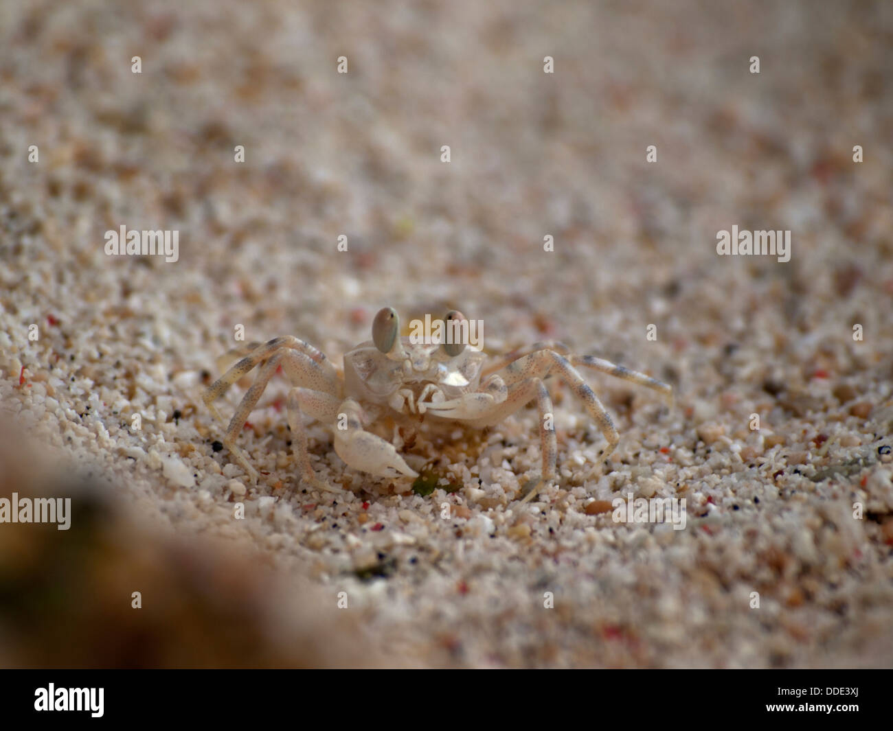 Small translucent crab in sand hi-res stock photography and images - Alamy