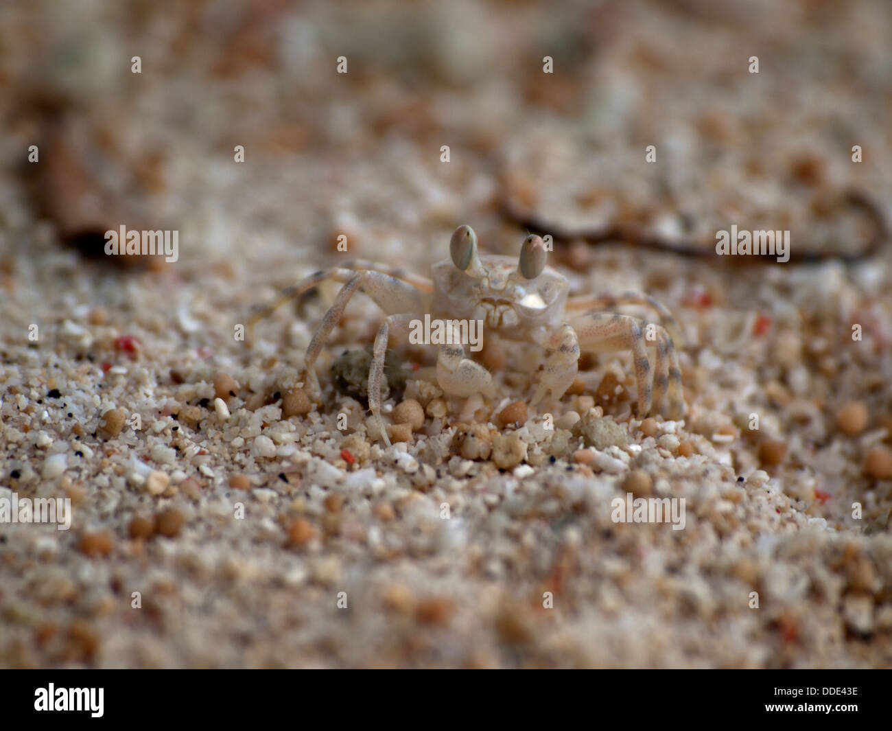 Small translucent crab in sand hi-res stock photography and images - Alamy