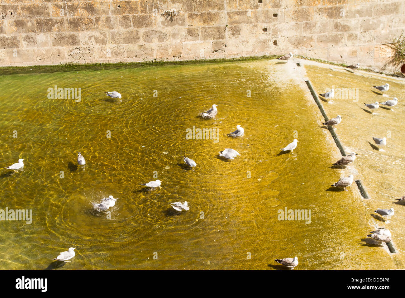Group of water fowl hi-res stock photography and images - Alamy
