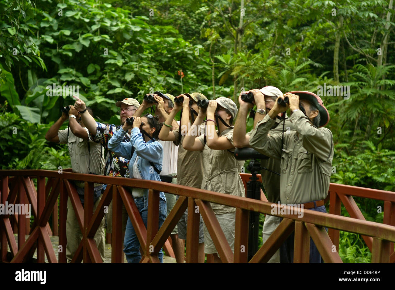 Ecotourists watch birds through binoculars from a bridge Stock Photo ...