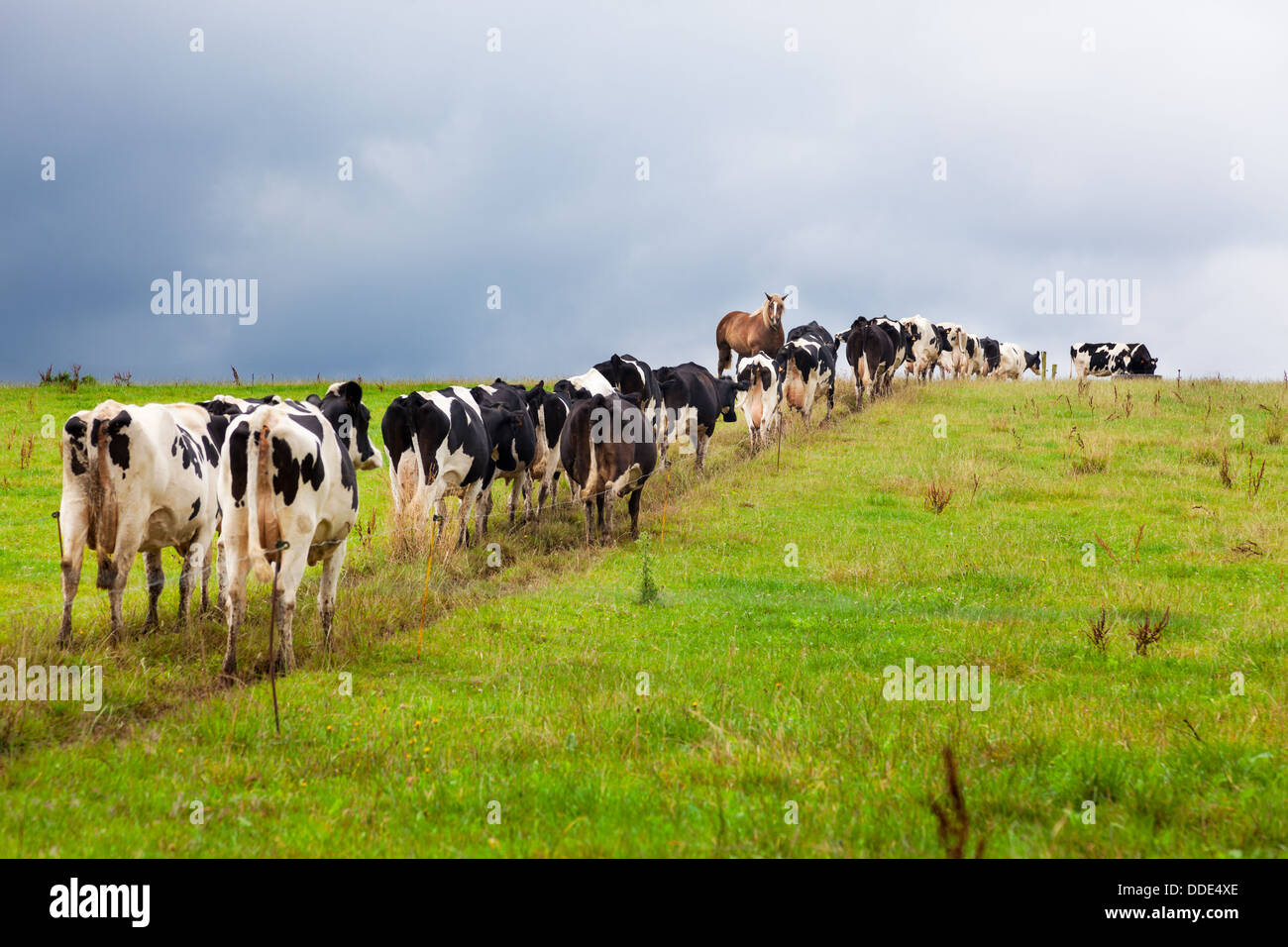 Horse walking up a hill hi-res stock photography and images - Alamy