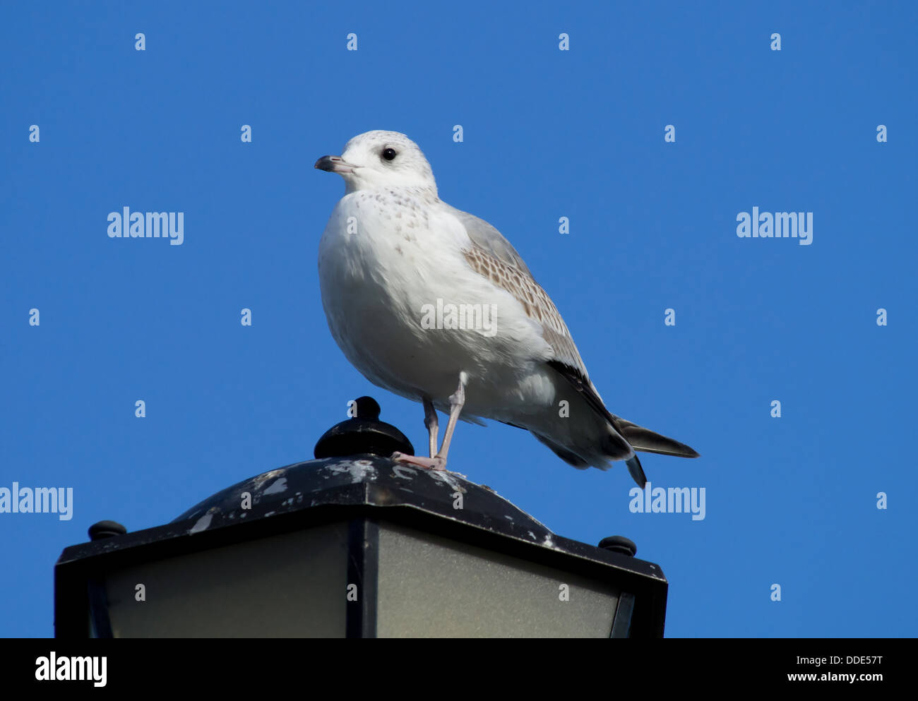 Seagull on the streetlight hi-res stock photography and images - Alamy