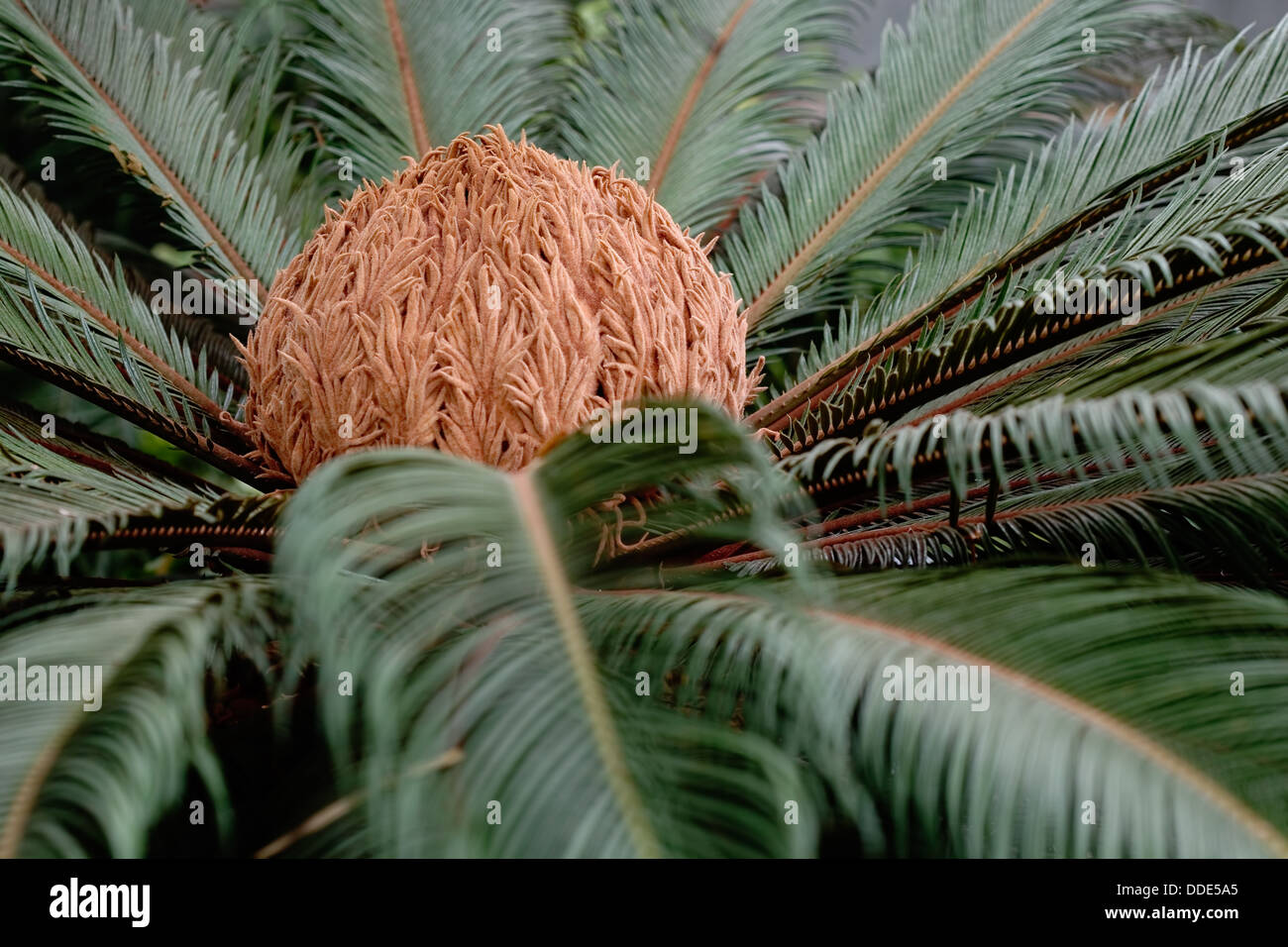 Japanese sago palm Stock Photo - Alamy