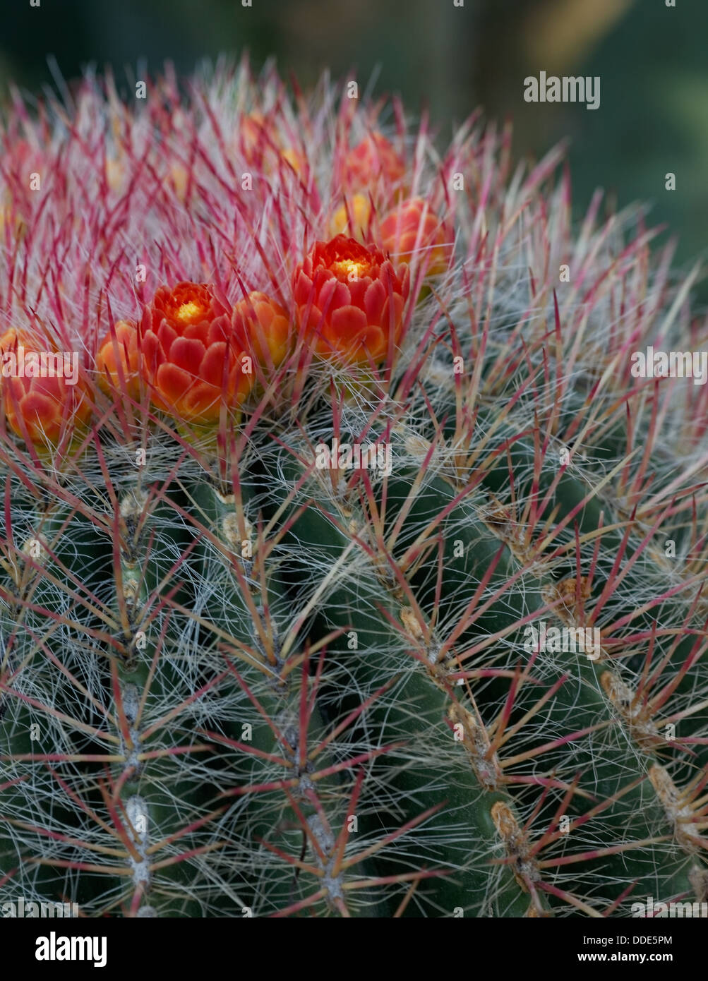 Ferocactus pilosus cactus hi-res stock photography and images - Alamy