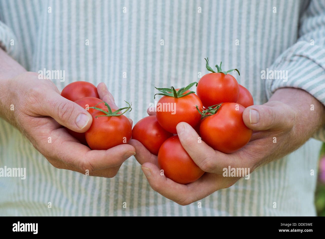 Solanum lycopersicum. Gardener holding home grown Tomatoes Stock Photo - Alamy