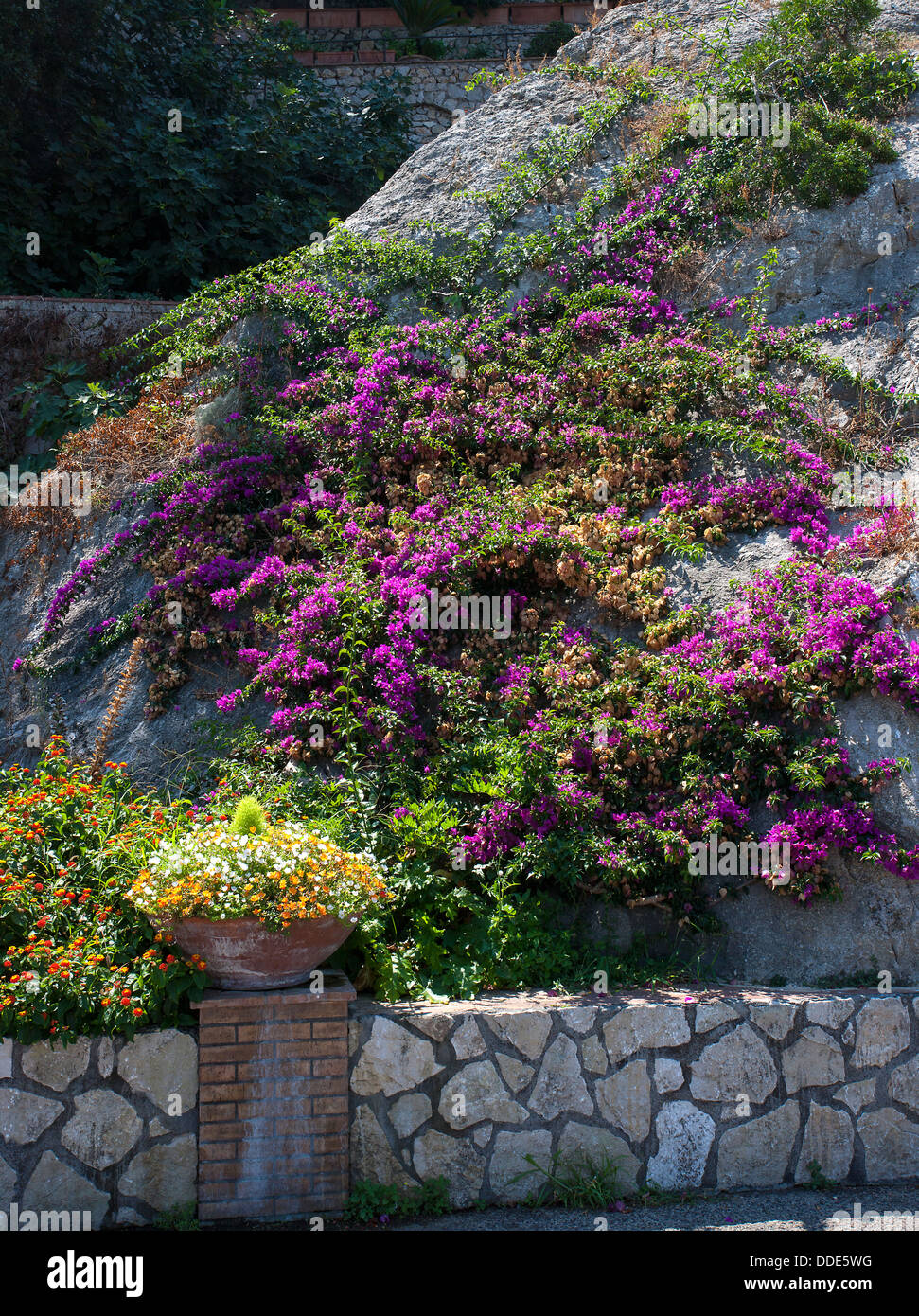 Bougainvillea flowers capri italy hi-res stock photography and images ...
