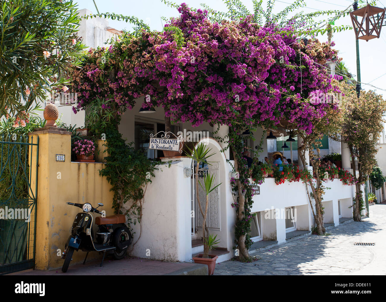 Bougainvillea flowers capri italy hi-res stock photography and images ...