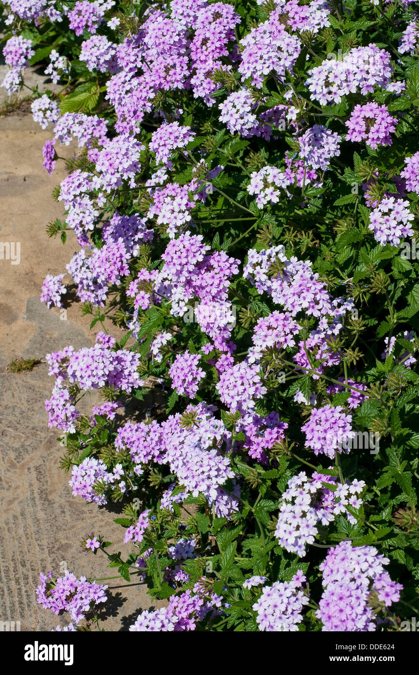 Verbena flowers hi-res stock photography and images - Alamy