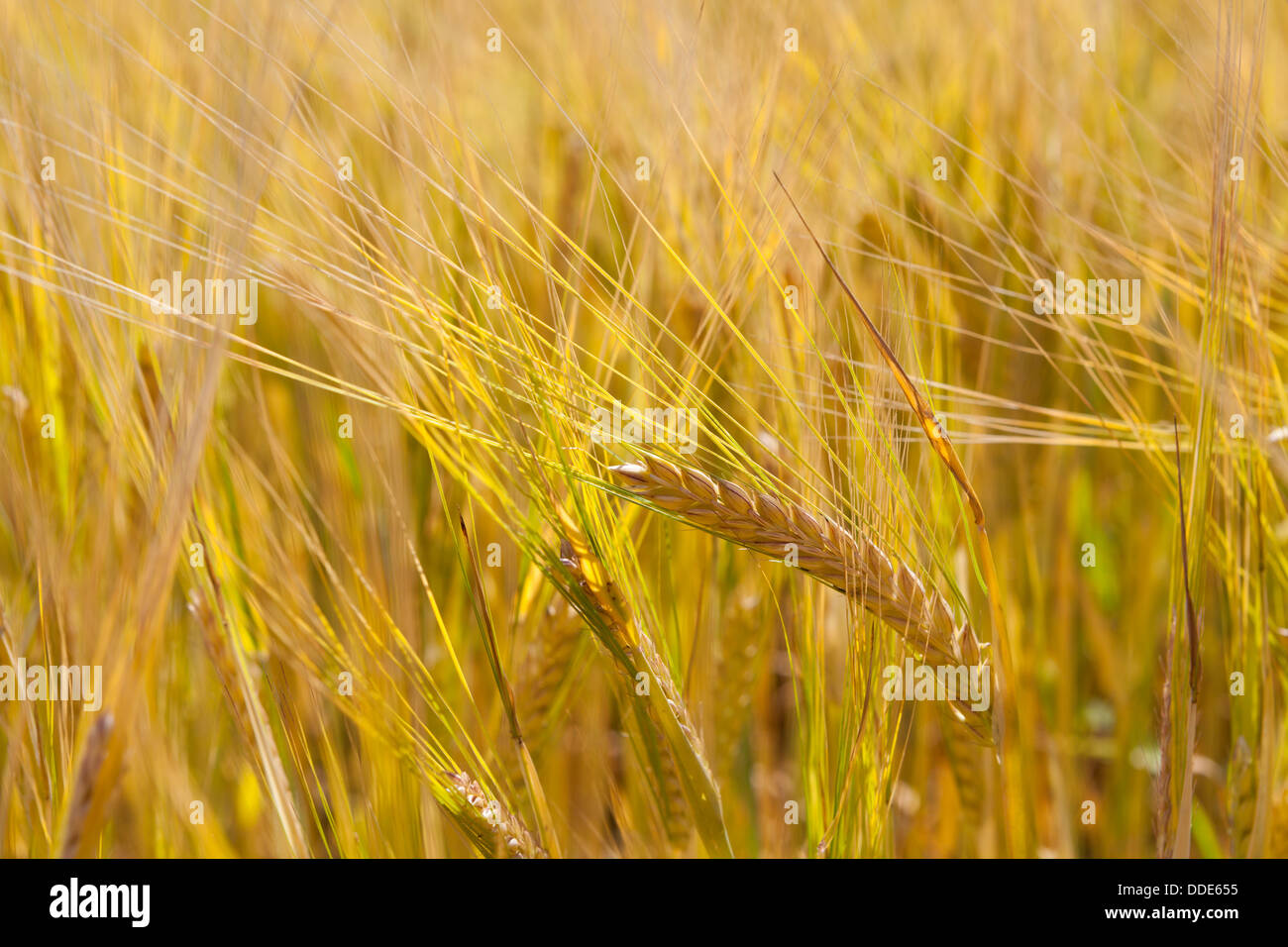 Beautiful barley crop Stock Photo - Alamy