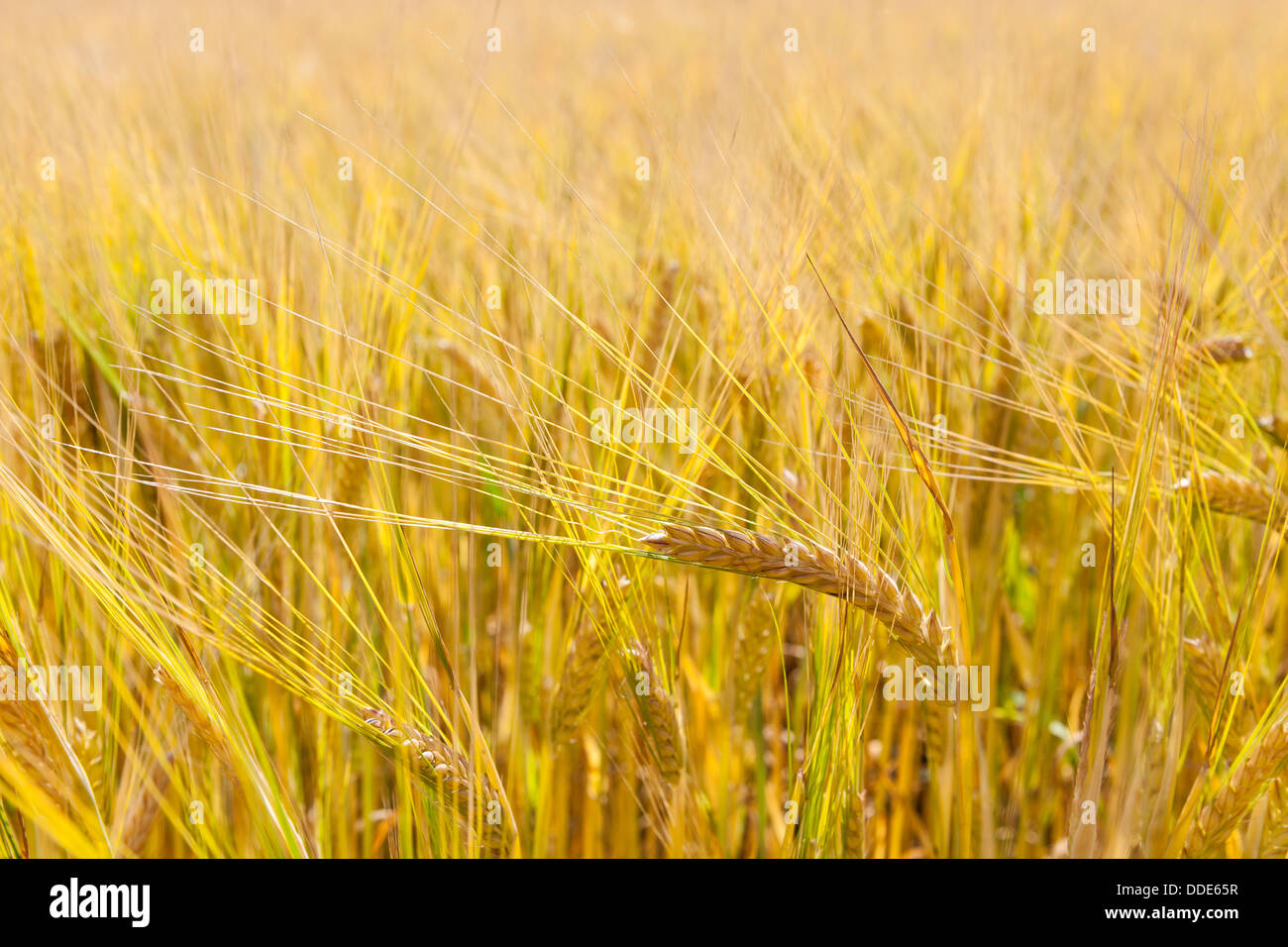 Beautiful barley crop Stock Photo - Alamy
