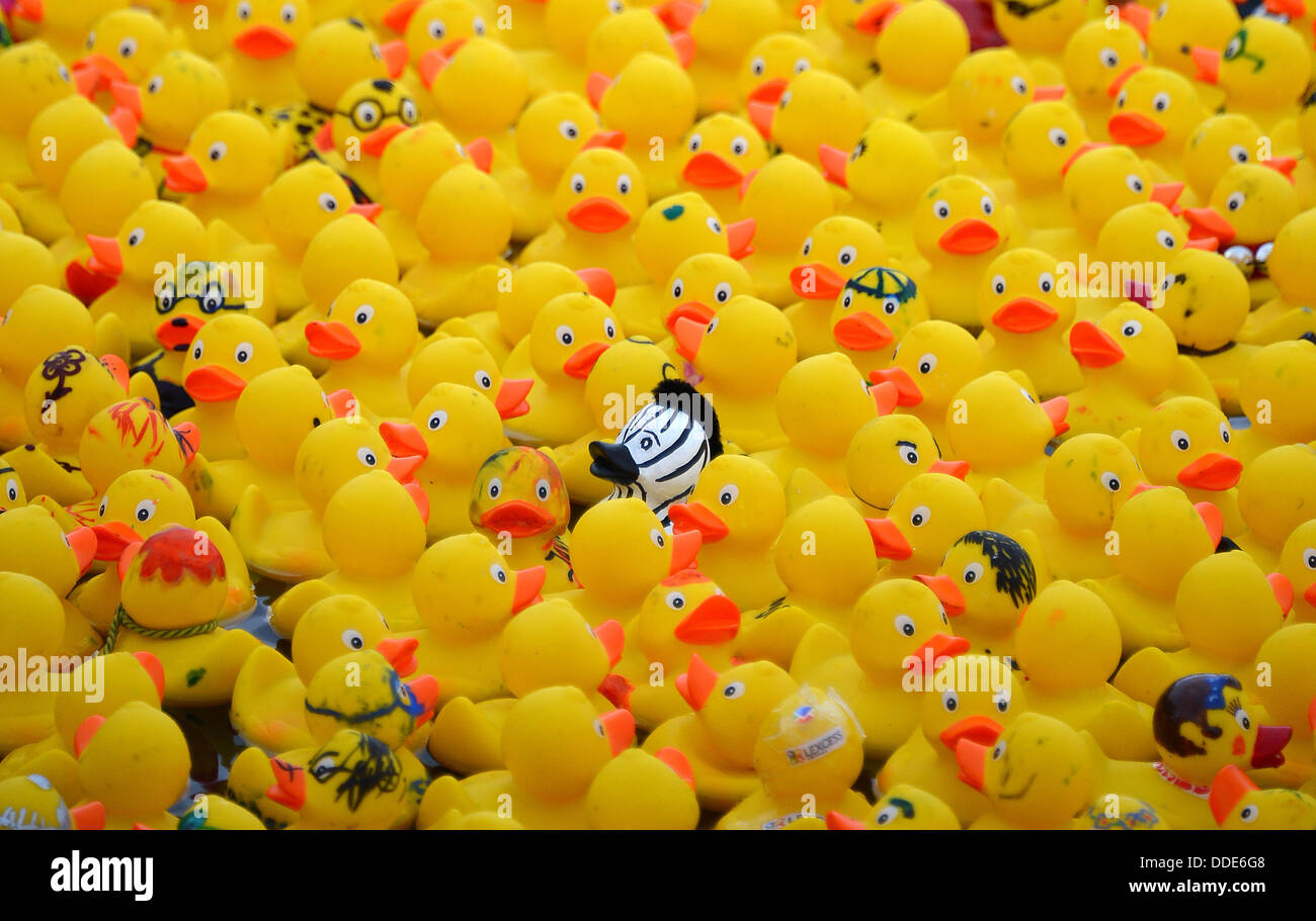 A Zebra plastic duck swims amid hundreds of yellow rubber ducks during ...