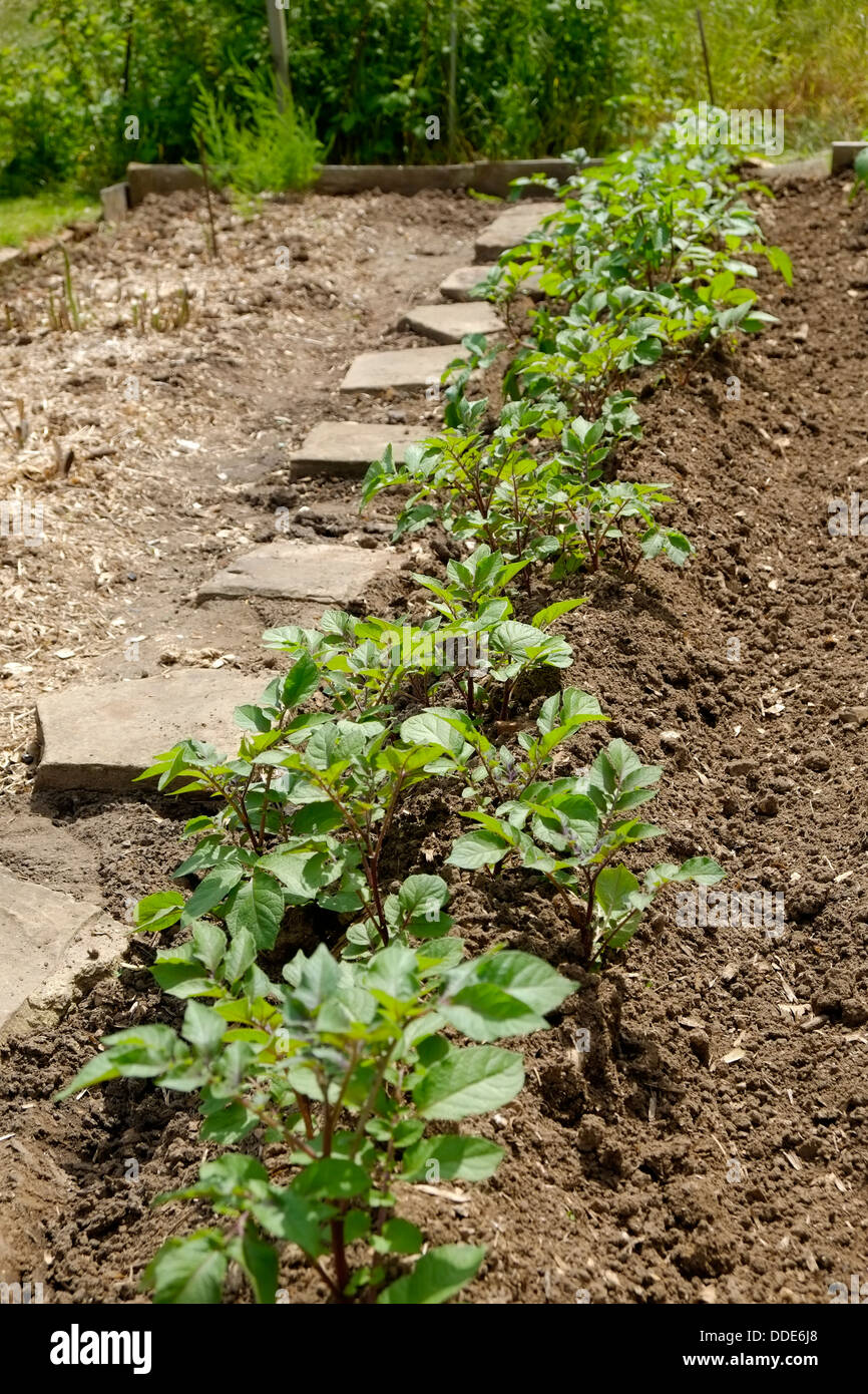 Potato plants grown in a tidy row and accessed by stepping stones Stock ...