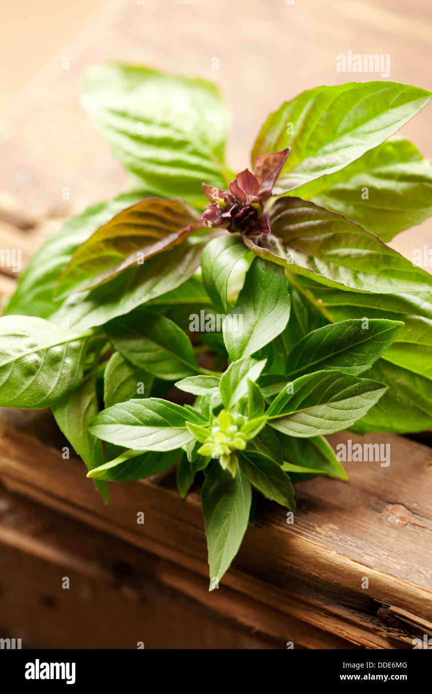 Greek basil hi-res stock photography and images - Alamy