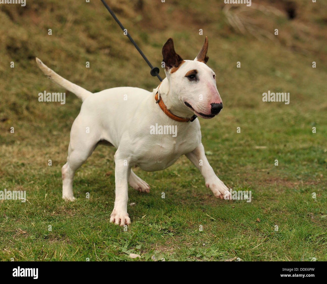 English Bull Terrier Stock Photos & English Bull Terrier Stock Images ...