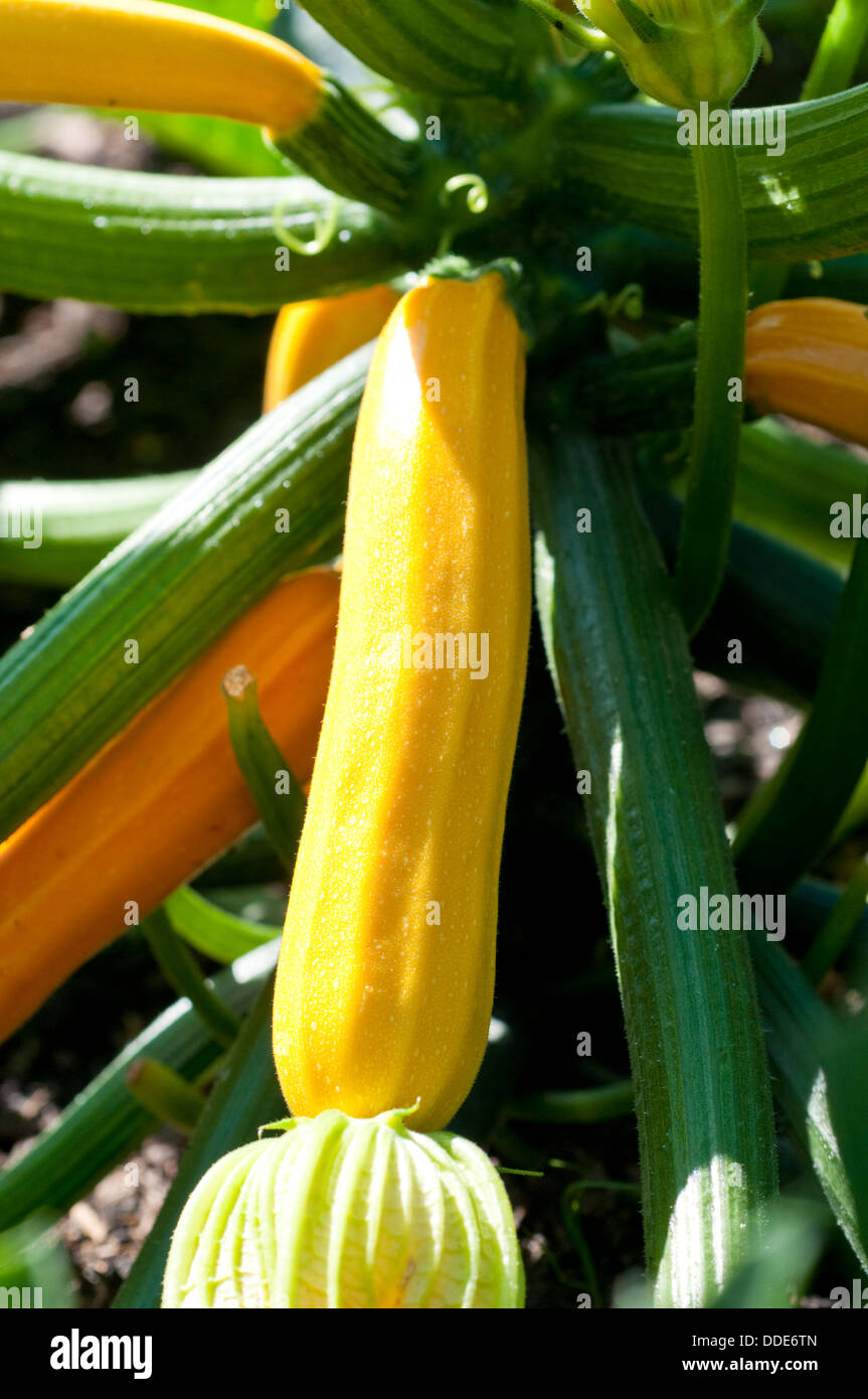 Courgette parador hi-res stock photography and images - Alamy