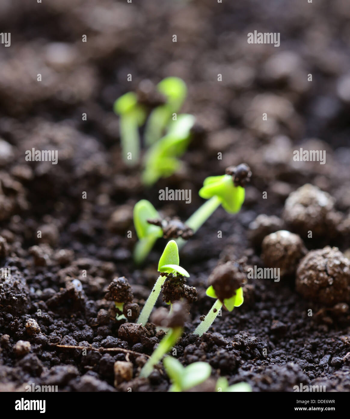From small shoots hi-res stock photography and images - Alamy