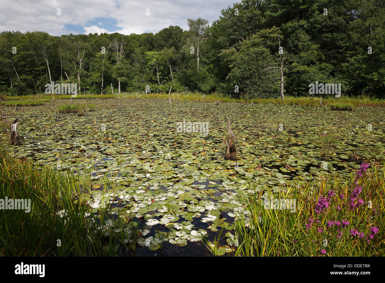 Wetlands in Blue Hills Reservation, Milton, Massachusetts Stock Photo ...