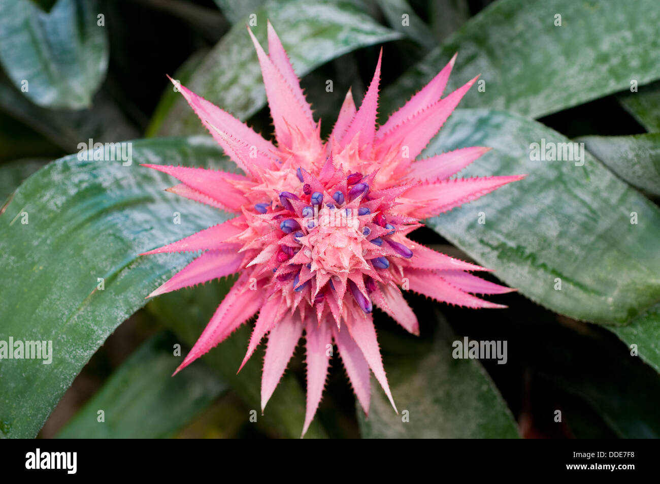 Pink bromeliad flower Stock Photo - Alamy