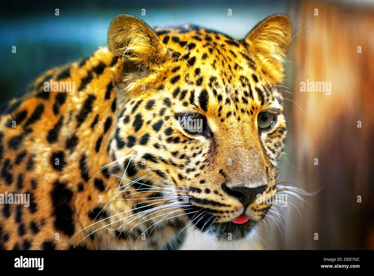 Portrait of the leopard Stock Photo - Alamy