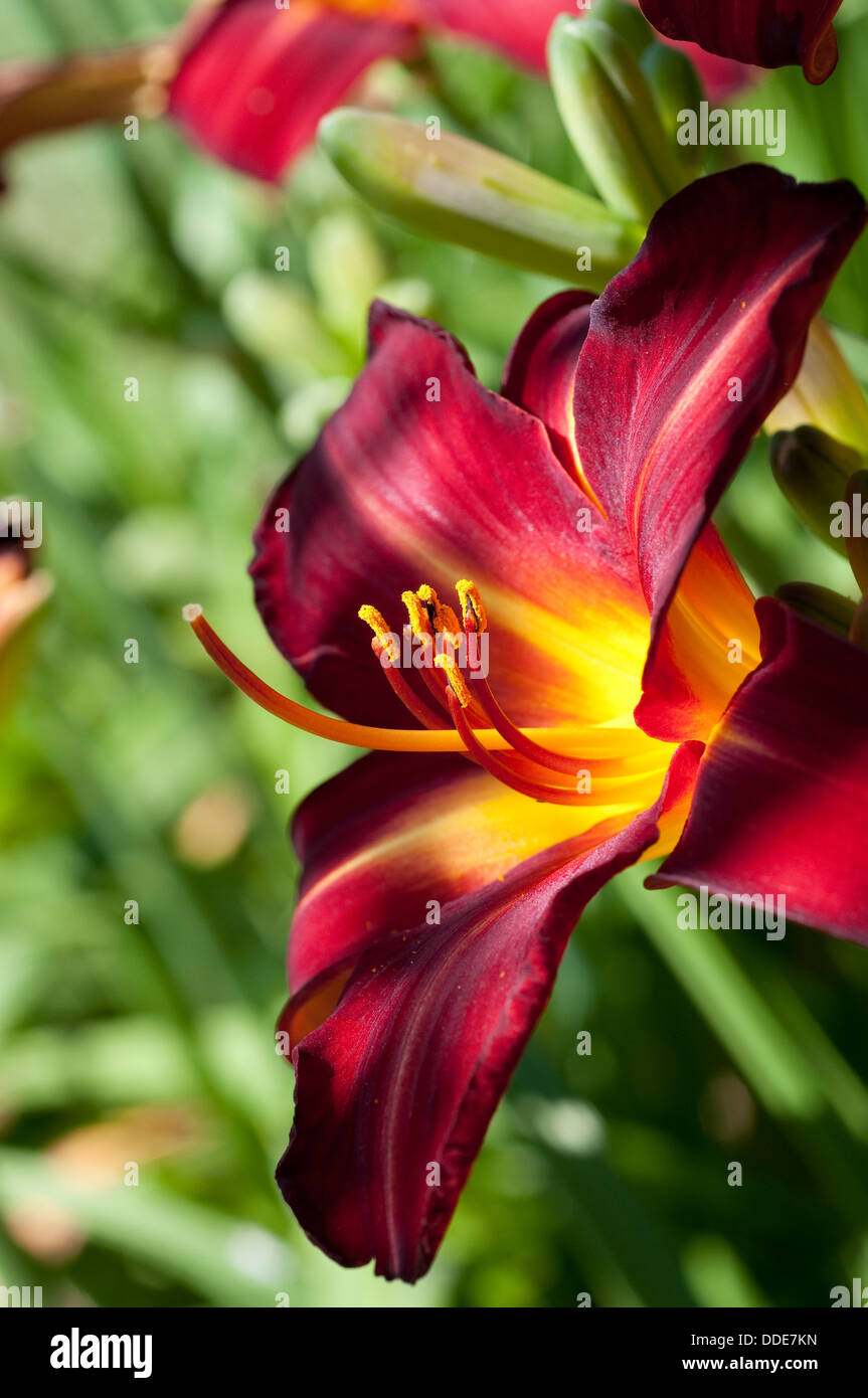 Lily red beautiful hi-res stock photography and images - Alamy