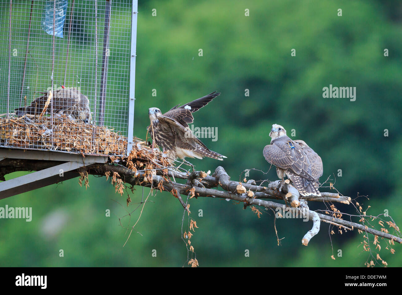 Hack box hi-res stock photography and images - Alamy