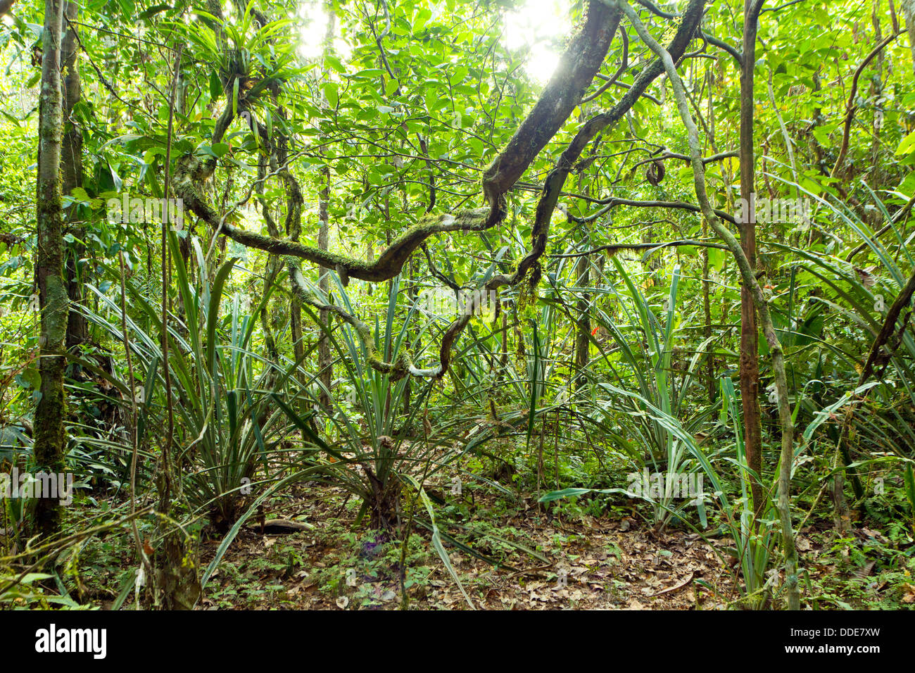 Lianas winding through rainforest in hi-res stock photography and ...