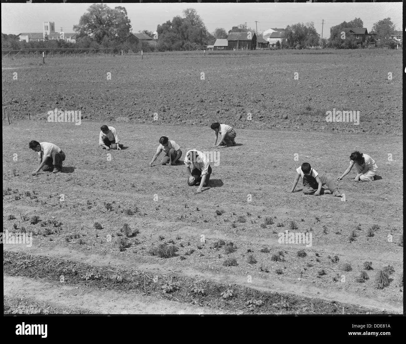 Before evacuation, members of the Shibuya family are seen weeding a ...