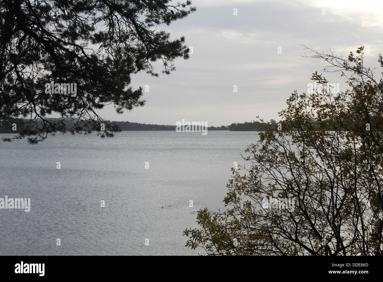 Lake Behind Trees, Wicklow, Ireland Stock Photo - Alamy